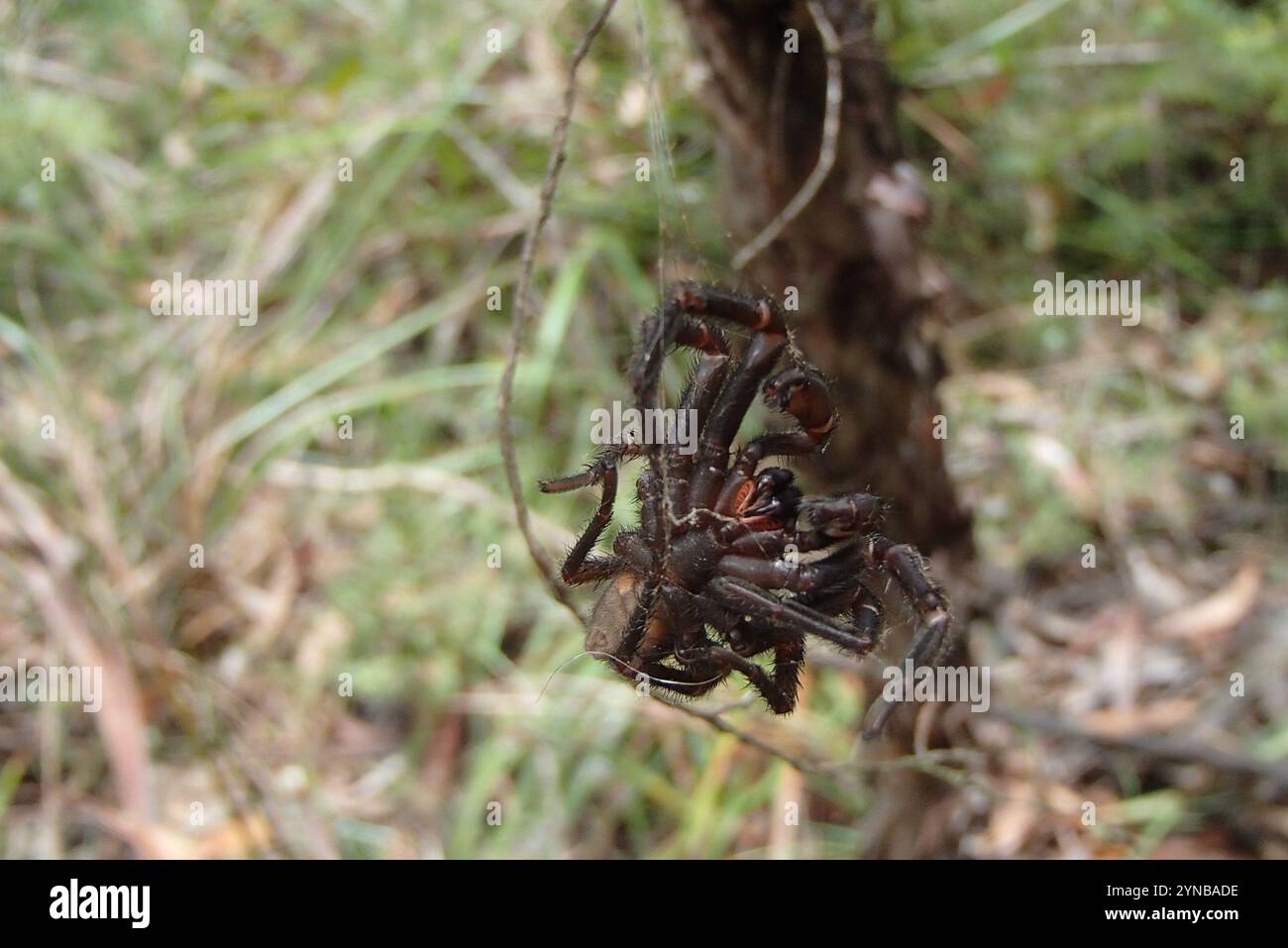 Brown Trapdoor Spiders (Arbanitis Stock Photo - Alamy