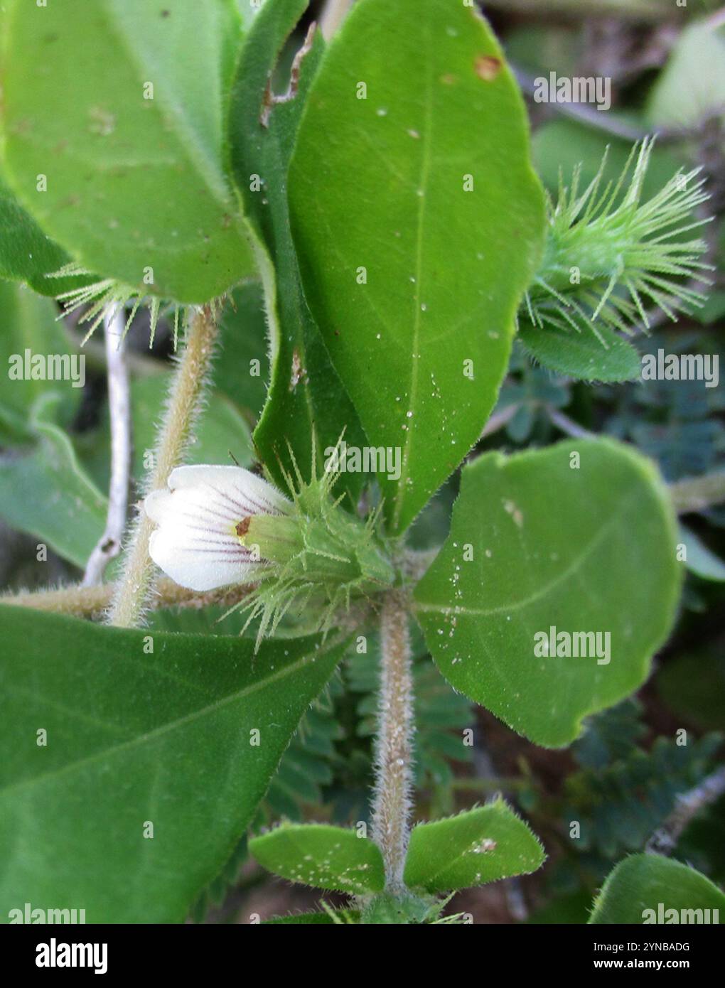 Surprise Packet (Blepharis maderaspatensis Stock Photo - Alamy