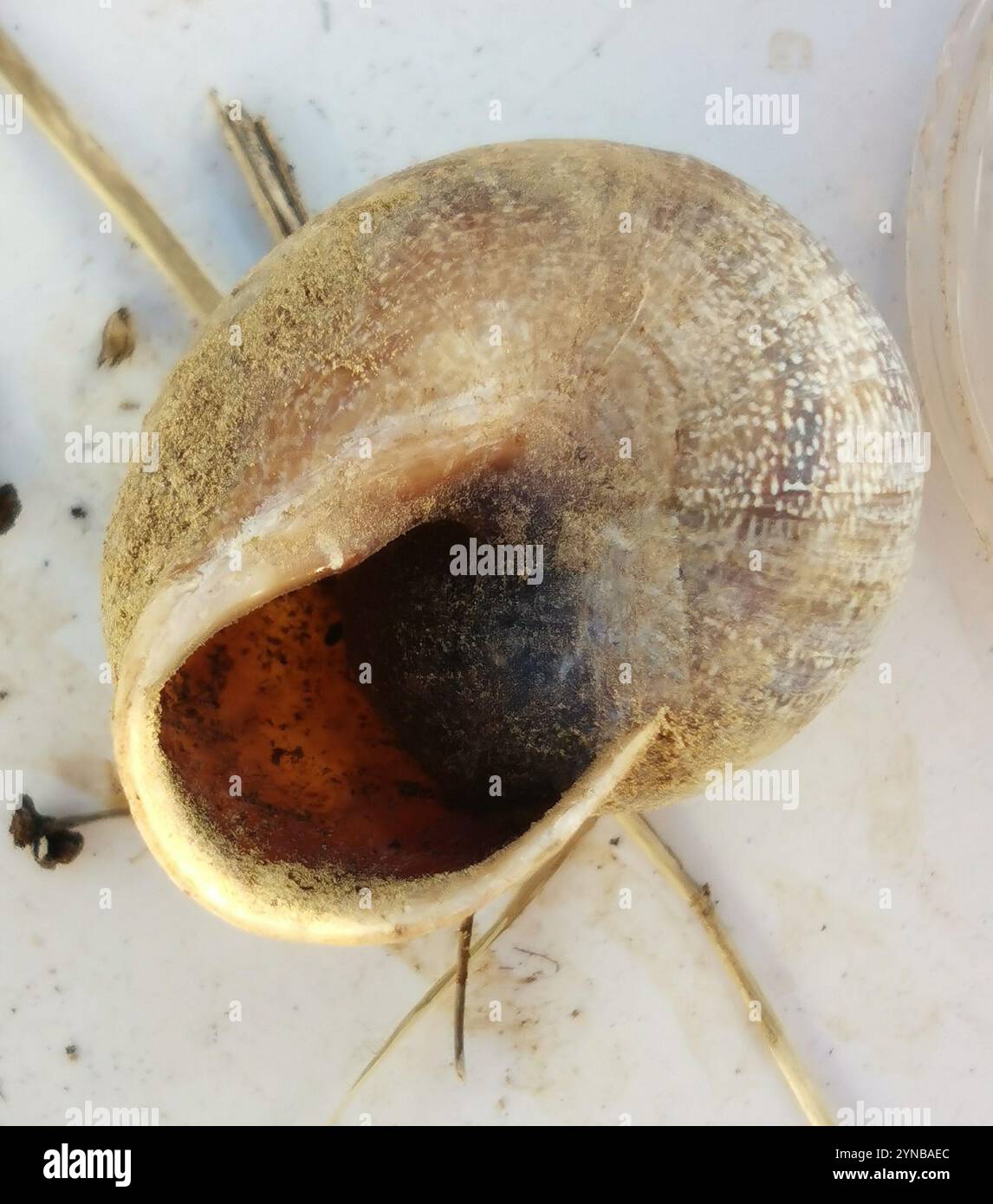 Spanish Snail (Otala punctata Stock Photo - Alamy
