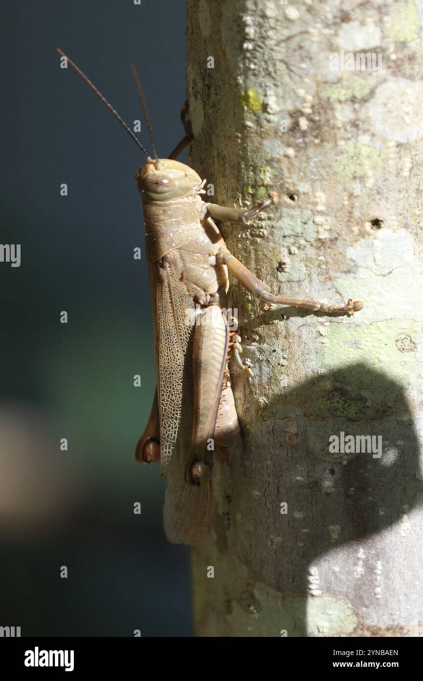 Giant Grasshopper (Valanga irregularis Stock Photo - Alamy