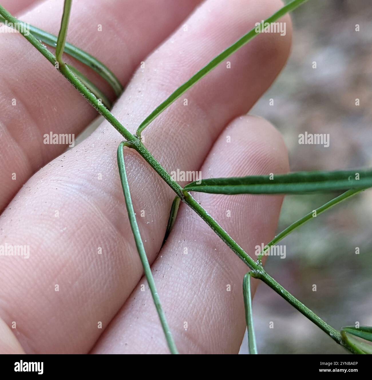 whorled milkweed (Asclepias verticillata Stock Photo - Alamy