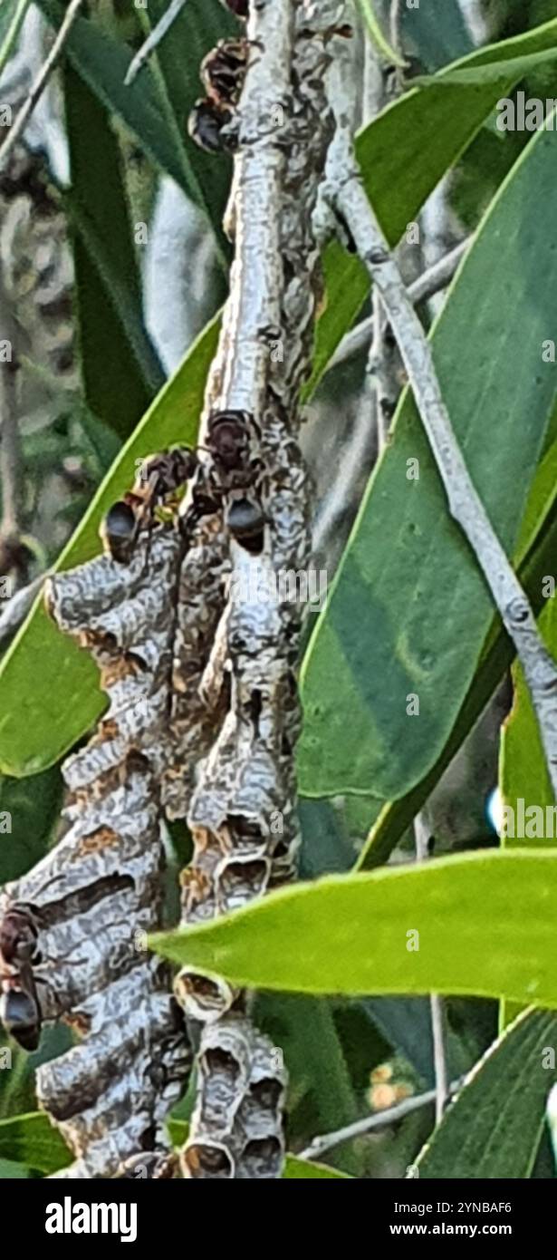 Stick-nest Brown Paper Wasp (Ropalidia revolutionalis Stock Photo - Alamy