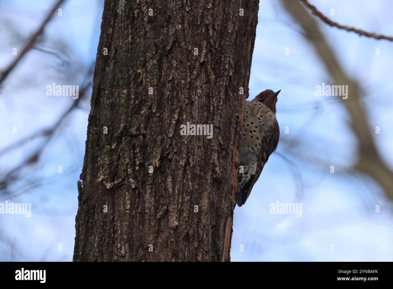 Northern Flicker (Colaptes auratus Stock Photo - Alamy