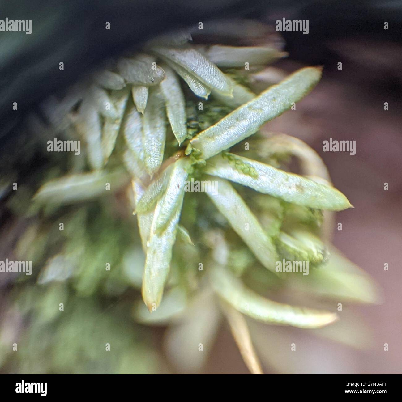 white octoblepharum moss (Octoblepharum albidum Stock Photo - Alamy