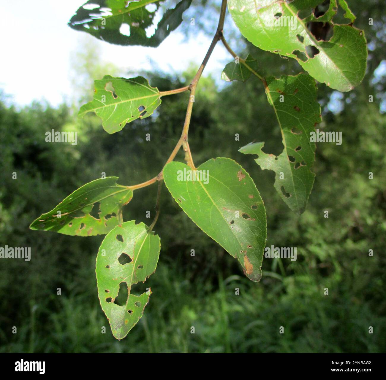 buffalo-thorn (Ziziphus mucronata Stock Photo - Alamy