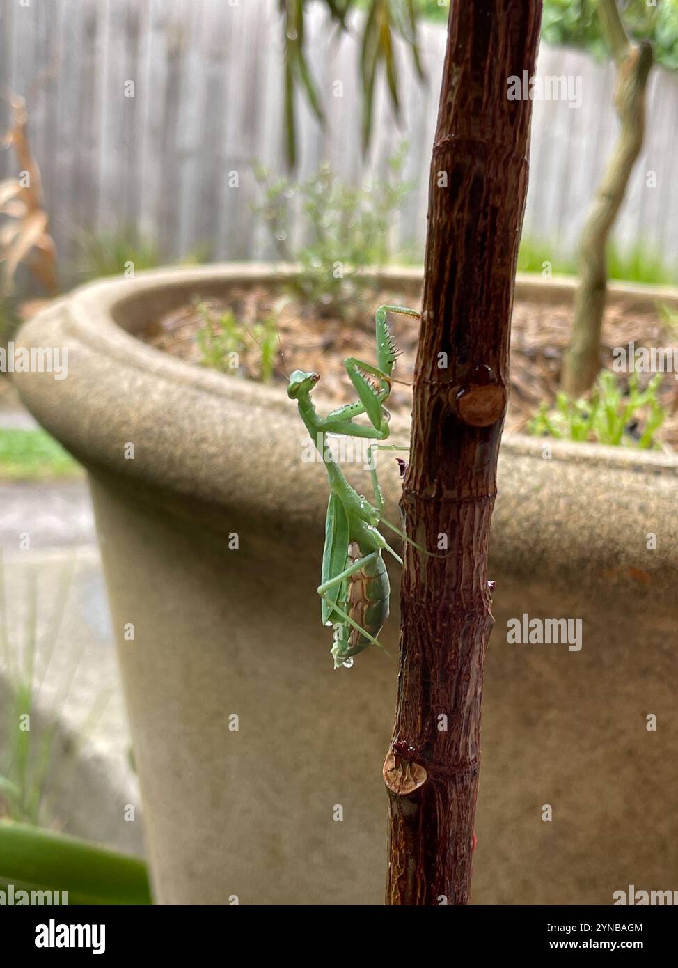 South African Mantis (Miomantis caffra Stock Photo - Alamy