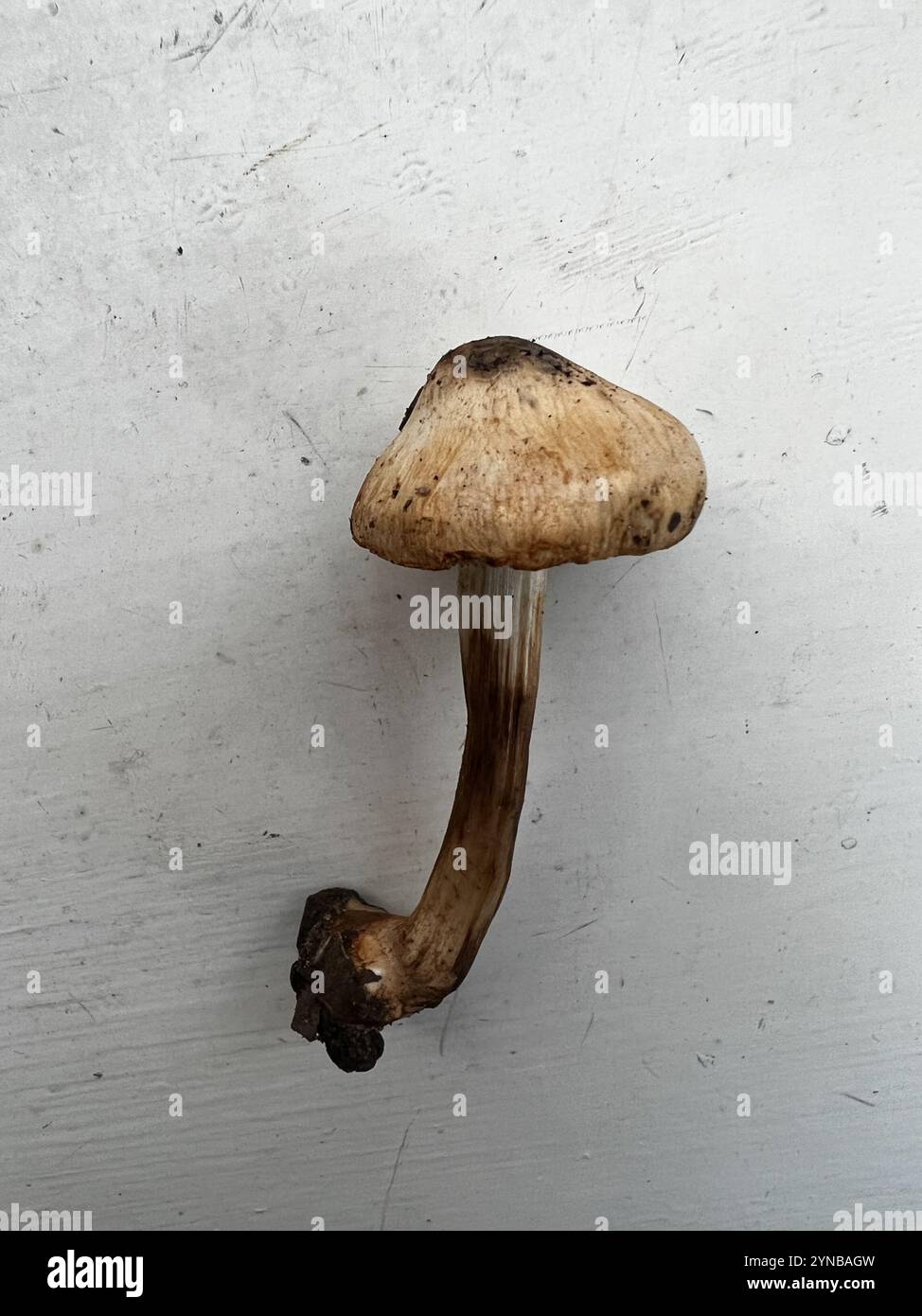 Fibrecap hi-res stock photography and images - Alamy