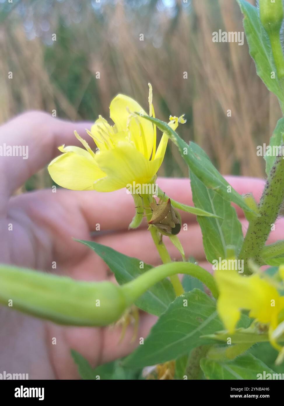 Grass Stink Bugs (Veterna Stock Photo - Alamy