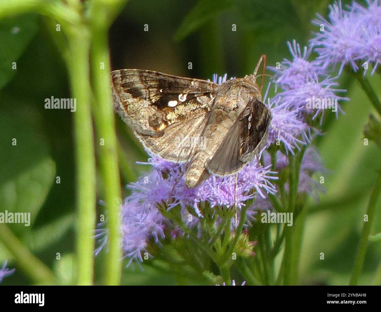 Plusiine Looper Moths (Plusiinae Stock Photo - Alamy