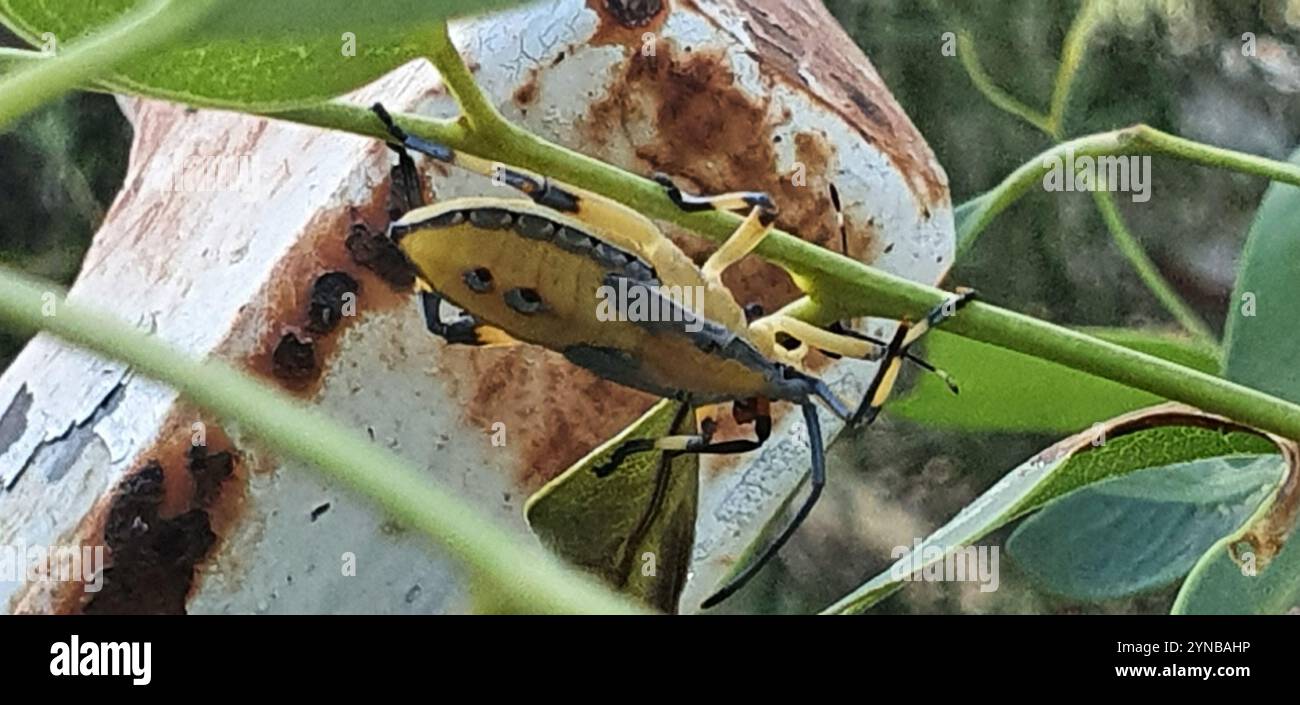 Common Gum-tree Bug (Amorbus robustus Stock Photo - Alamy