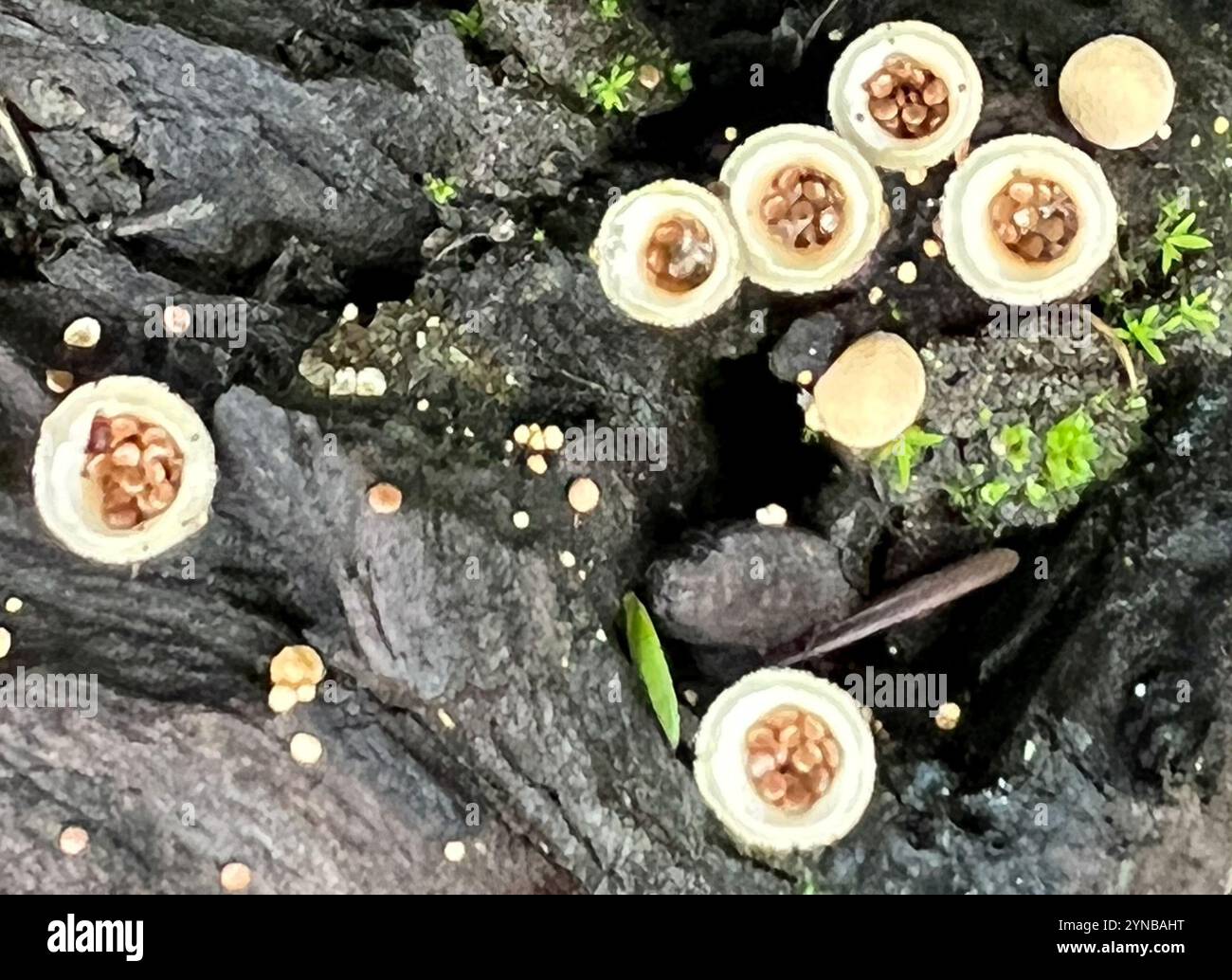 woolly bird's nest fungus (Nidula niveotomentosa Stock Photo - Alamy