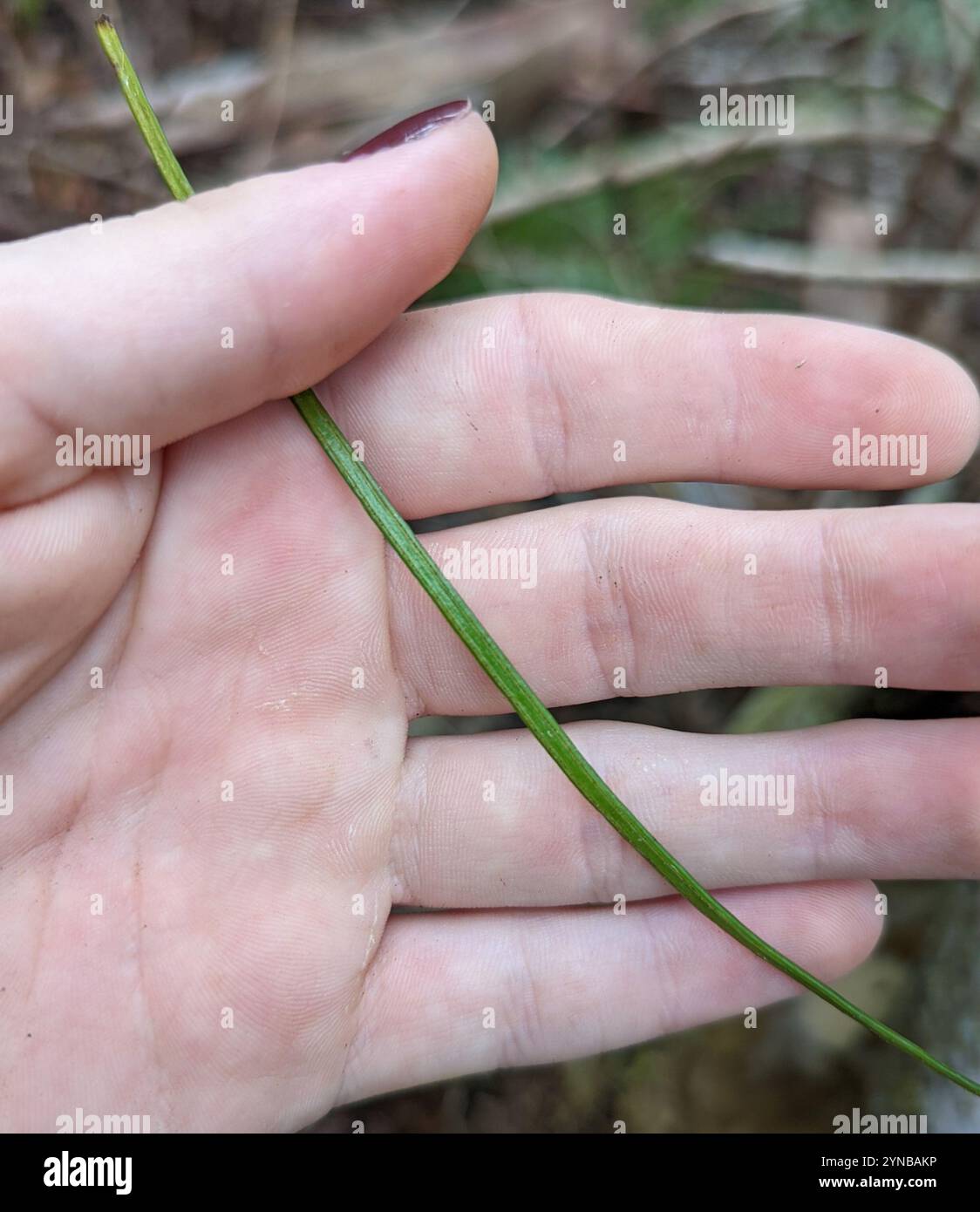 Shoestring Fern (Vittaria lineata Stock Photo - Alamy