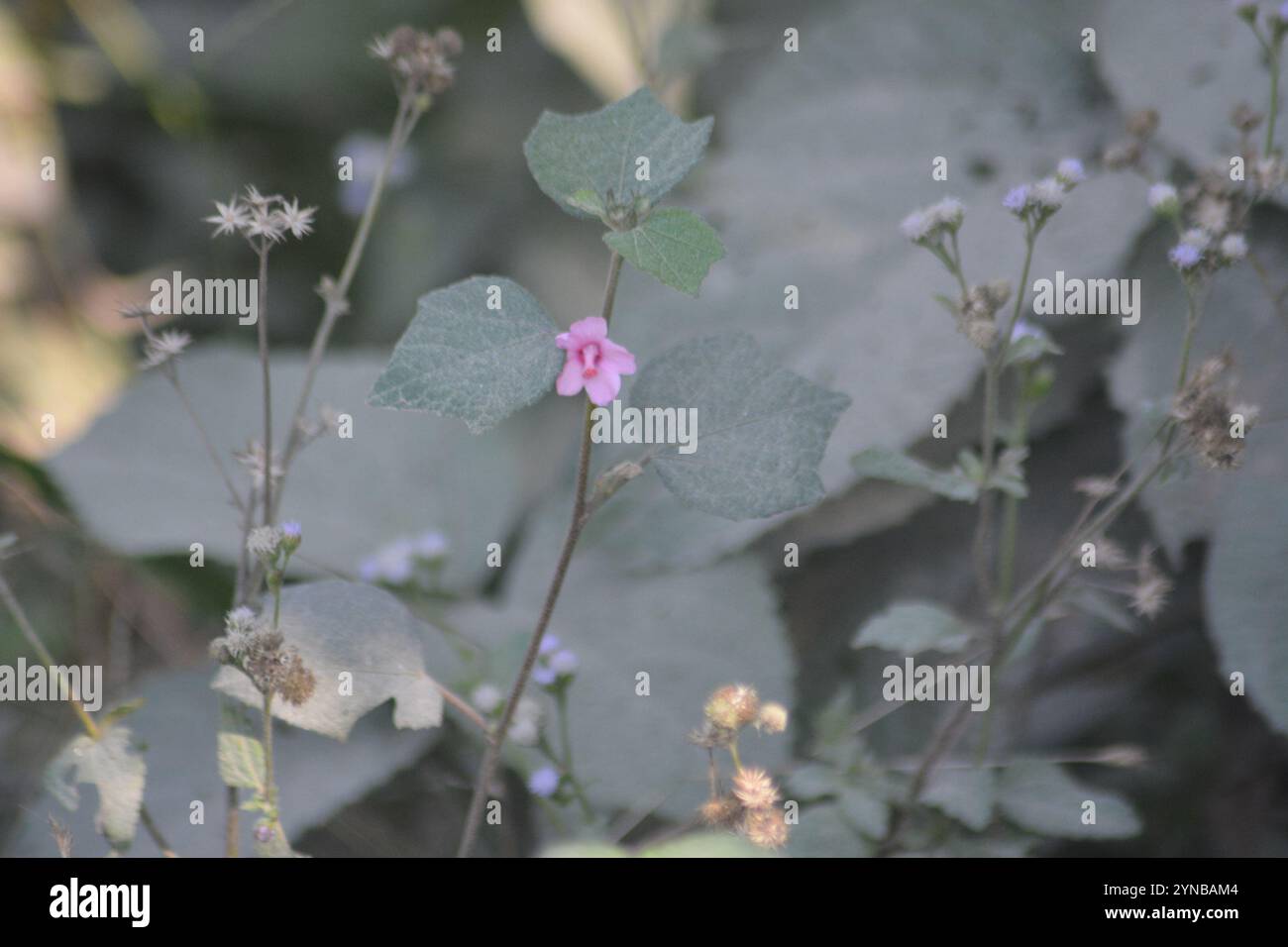 Caesar weed (Urena lobata Stock Photo - Alamy