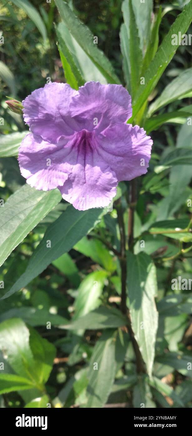 Mexican ruellia (Ruellia simplex Stock Photo - Alamy