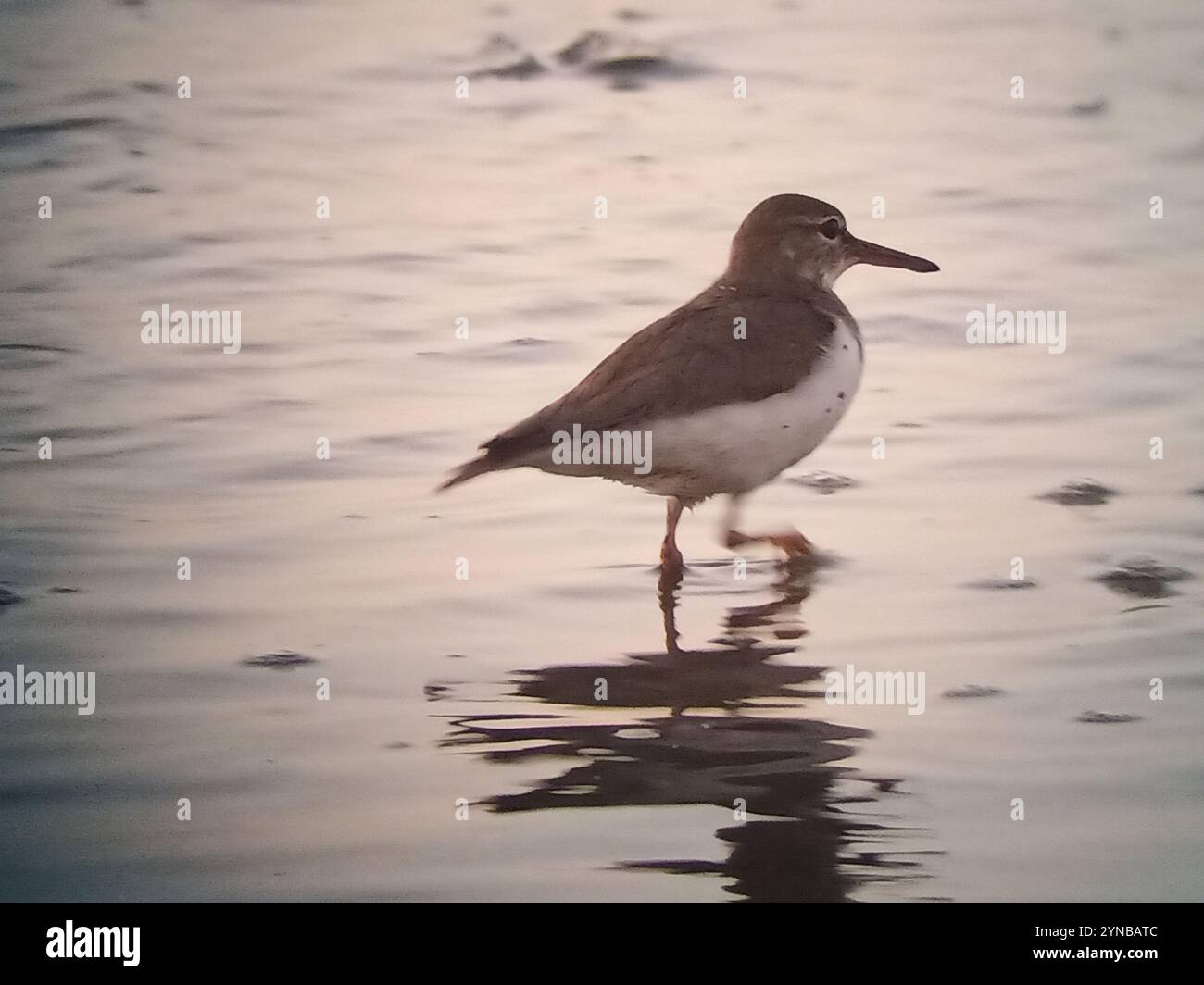 Spotted Sandpiper (Actitis macularius Stock Photo - Alamy