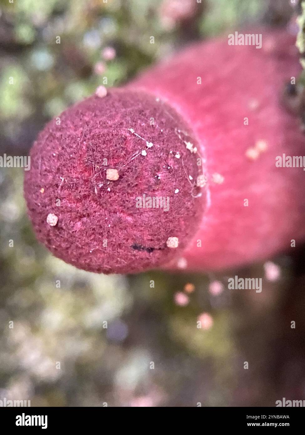 Boletellus emodensis hi-res stock photography and images - Alamy