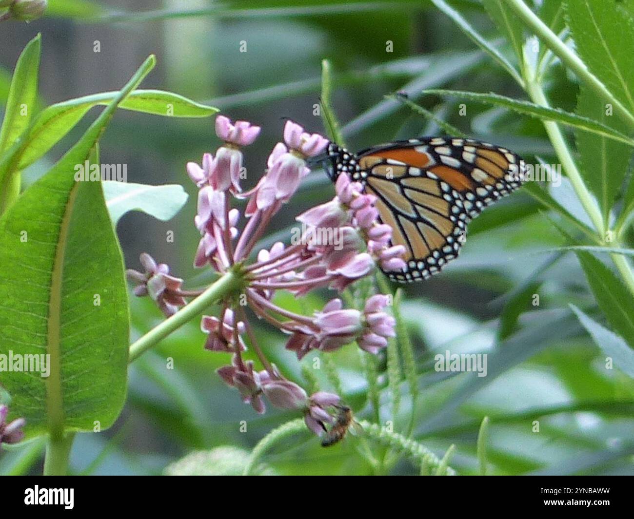 Monarch (Danaus plexippus Stock Photo - Alamy