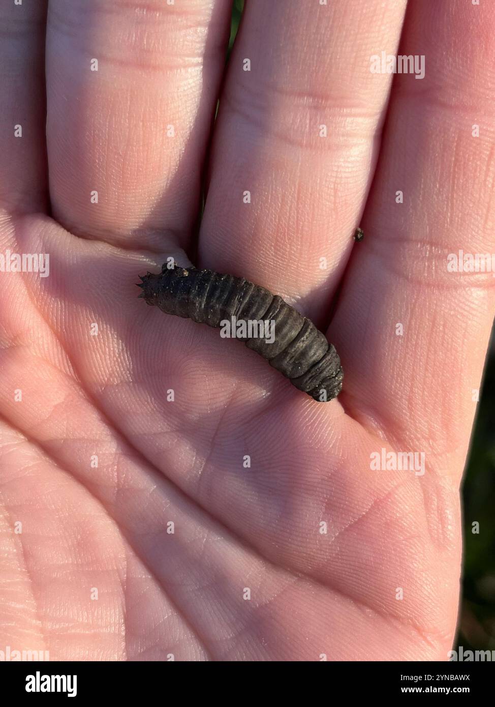 Crane Flies (Tipulomorpha Stock Photo - Alamy