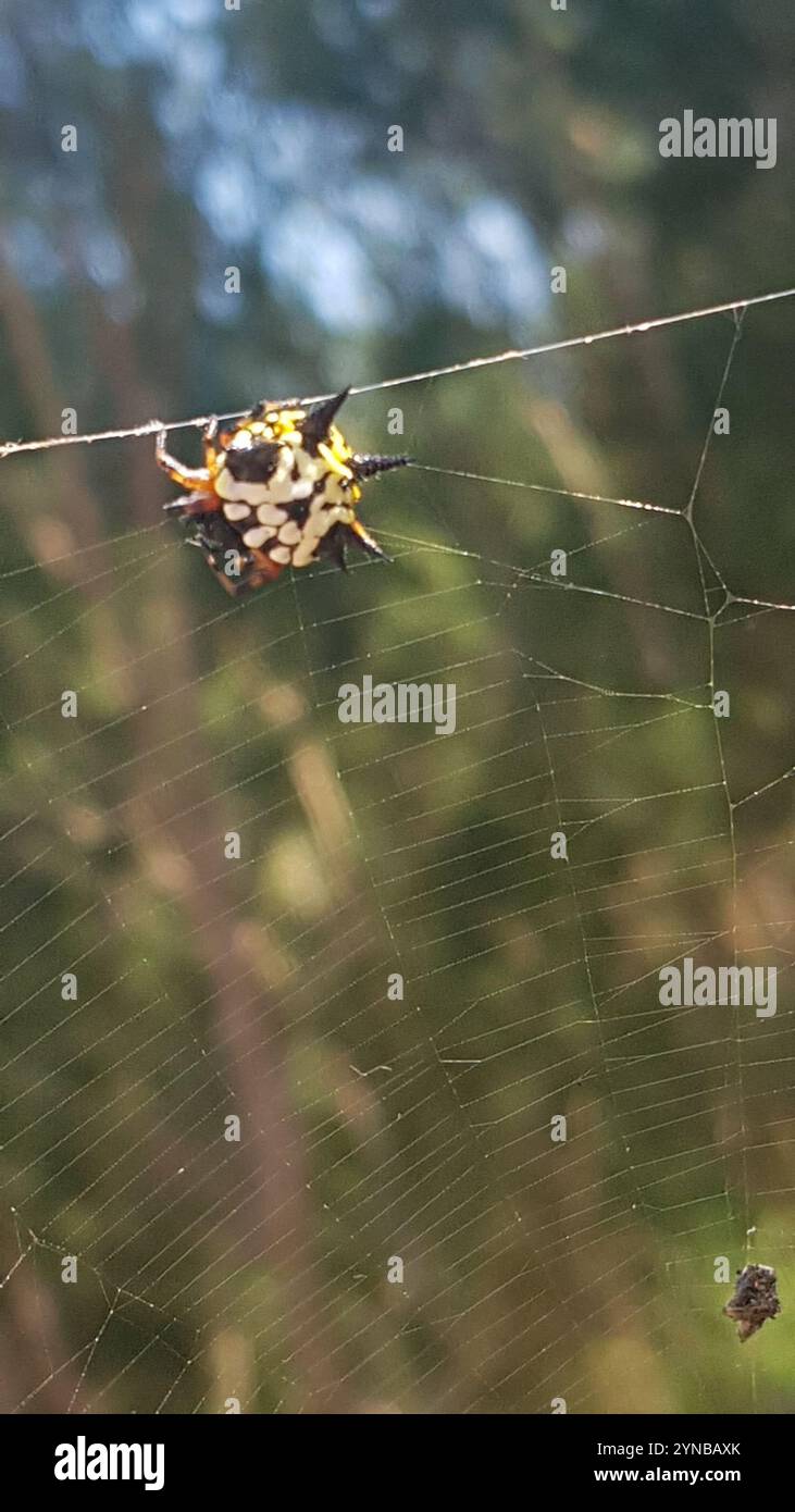 Christmas Jewel Spider (Austracantha minax Stock Photo - Alamy