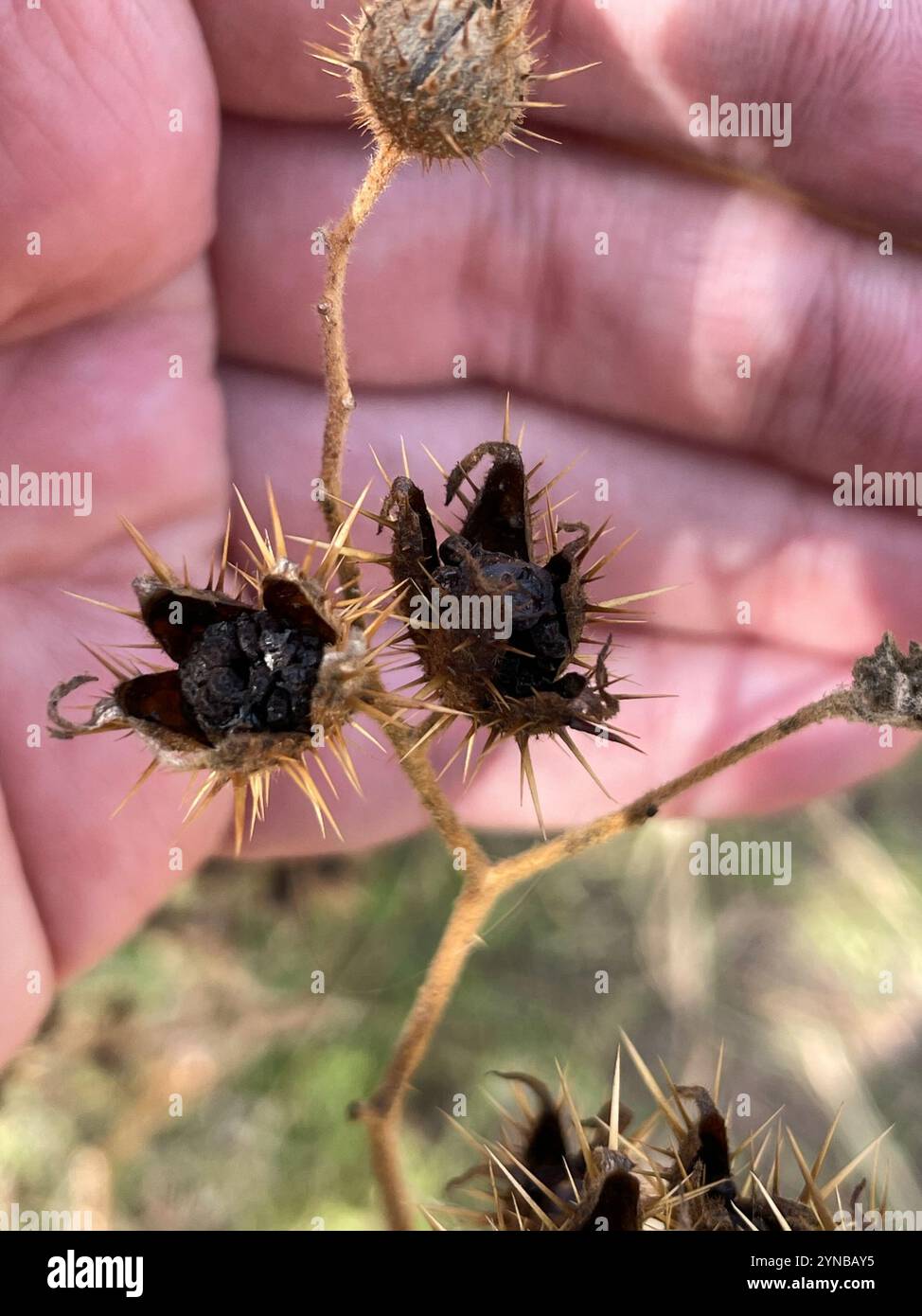 buffalo-bur (Solanum rostratum Stock Photo - Alamy