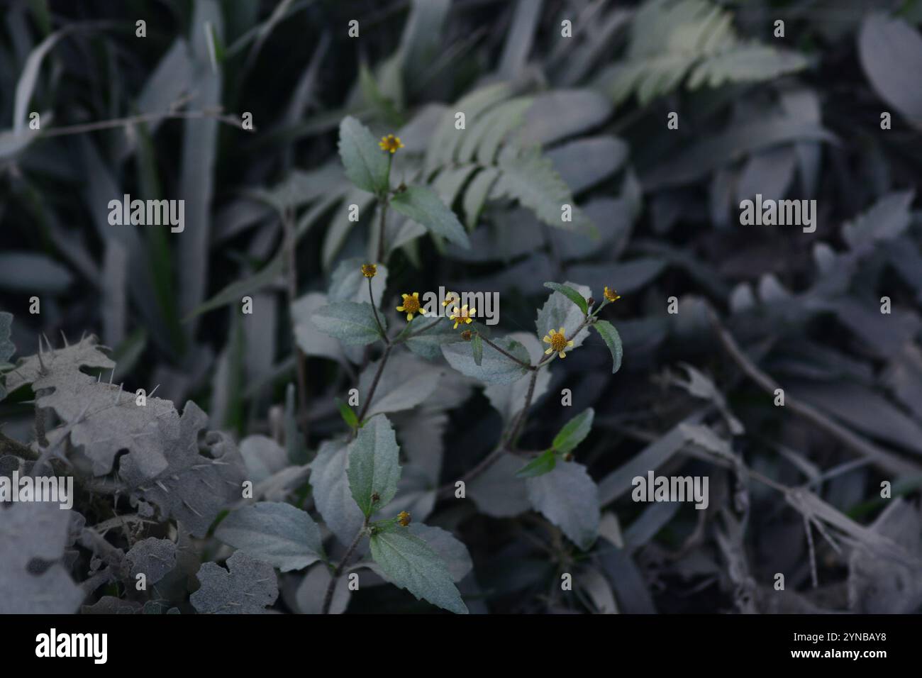 marsh para cress (Acmella uliginosa Stock Photo - Alamy