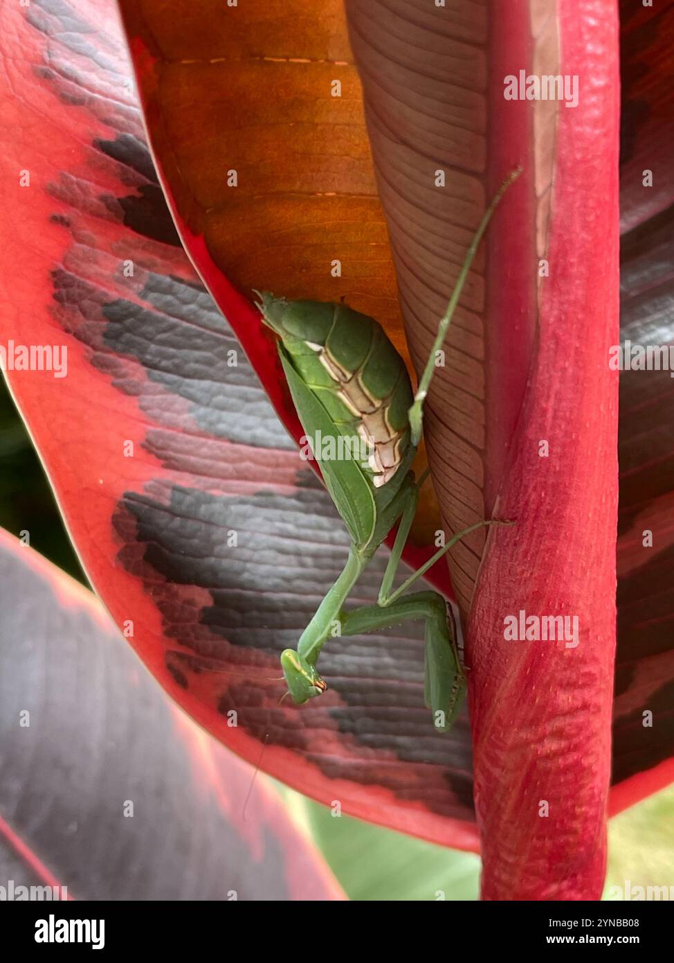 South African Mantis (Miomantis caffra Stock Photo - Alamy