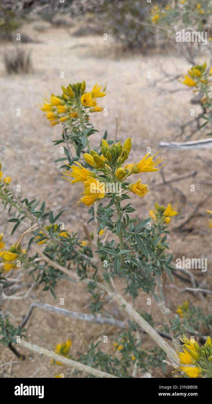 Bladderpod (Cleomella arborea Stock Photo - Alamy