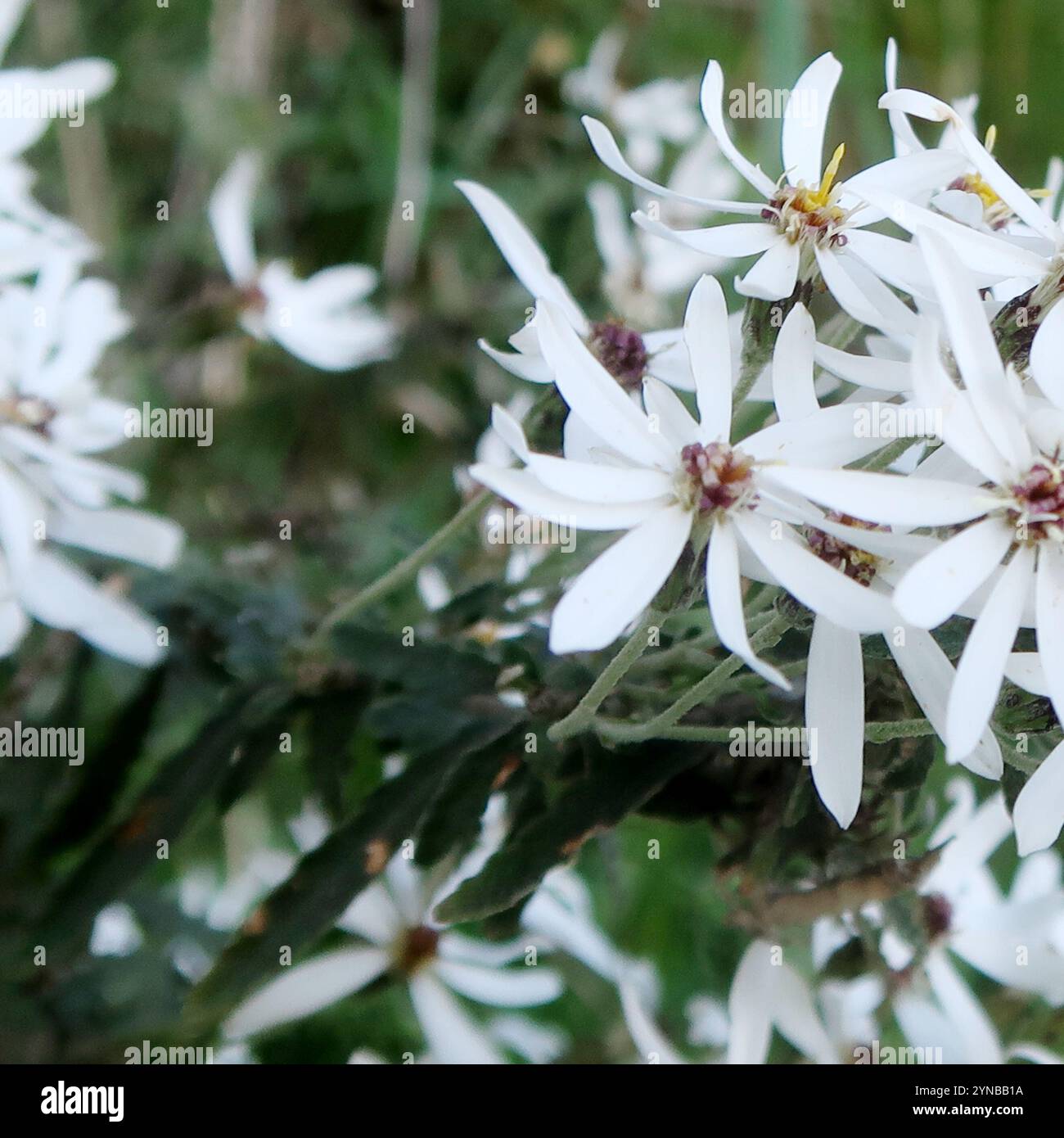Olearia phlogopappa hi-res stock photography and images - Alamy