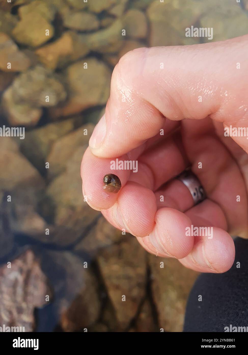 Big-eared Radix (Radix auricularia Stock Photo - Alamy