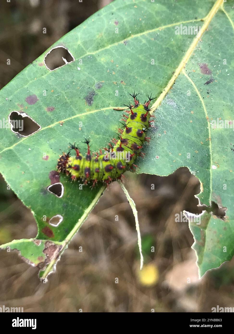 Common Sergeant (Athyma perius Stock Photo - Alamy