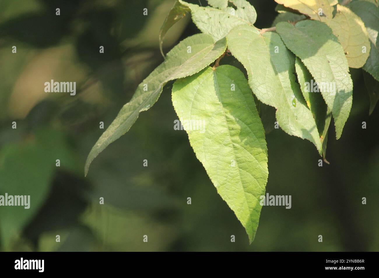 West Indian Elm (Guazuma ulmifolia Stock Photo - Alamy