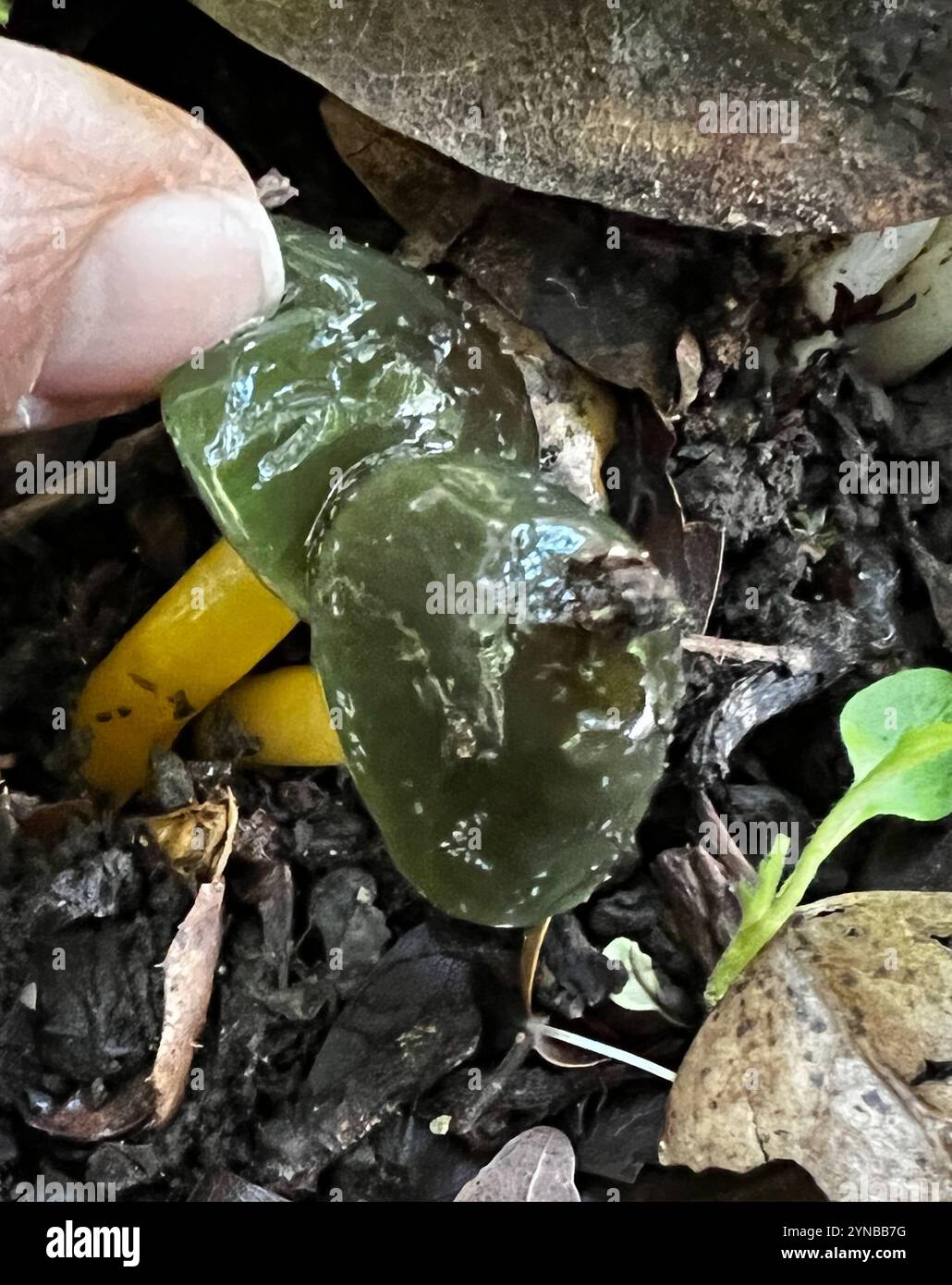 Parrot Mushroom (Gliophorus psittacinus Stock Photo - Alamy