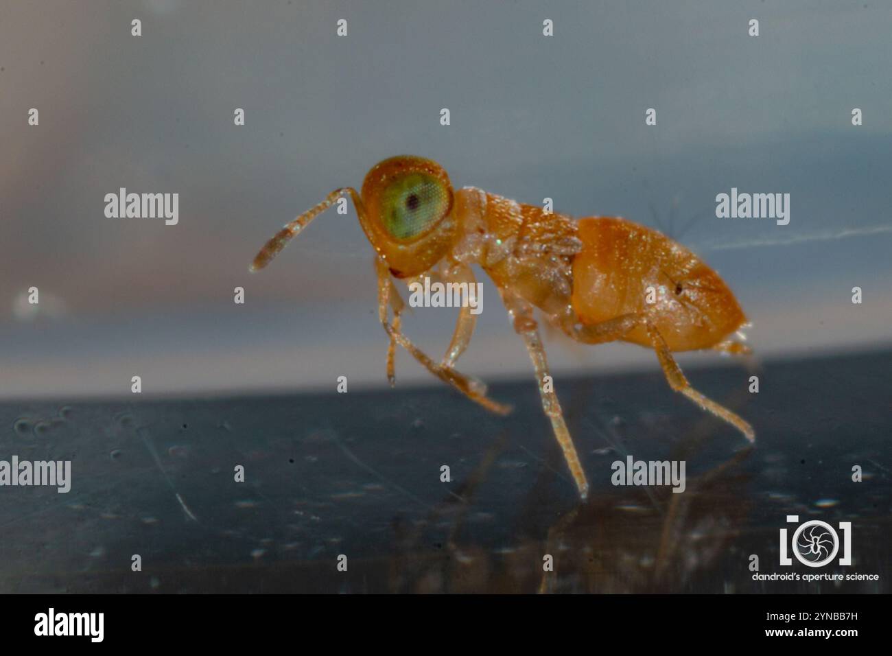 Encyrtidae hi-res stock photography and images - Alamy