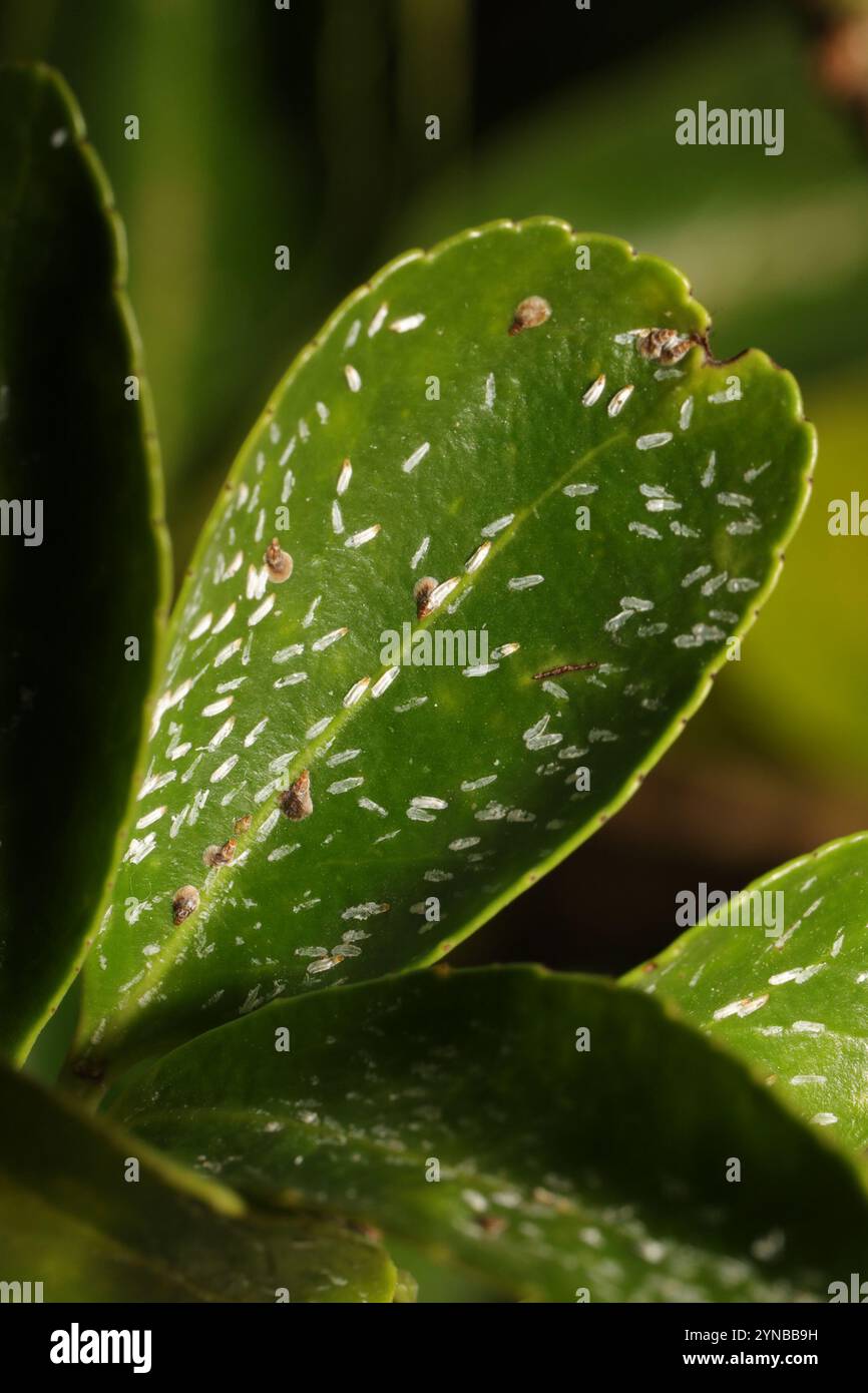 Euonymus Scale (Unaspis euonymi Stock Photo - Alamy