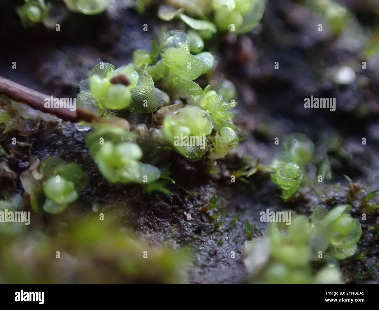 Texas Balloonwort (Sphaerocarpos texanus Stock Photo - Alamy