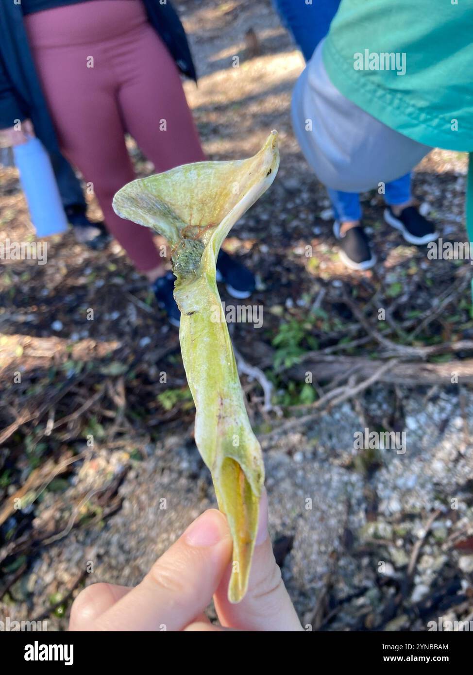 Ray-finned Fishes (Actinopterygii Stock Photo - Alamy