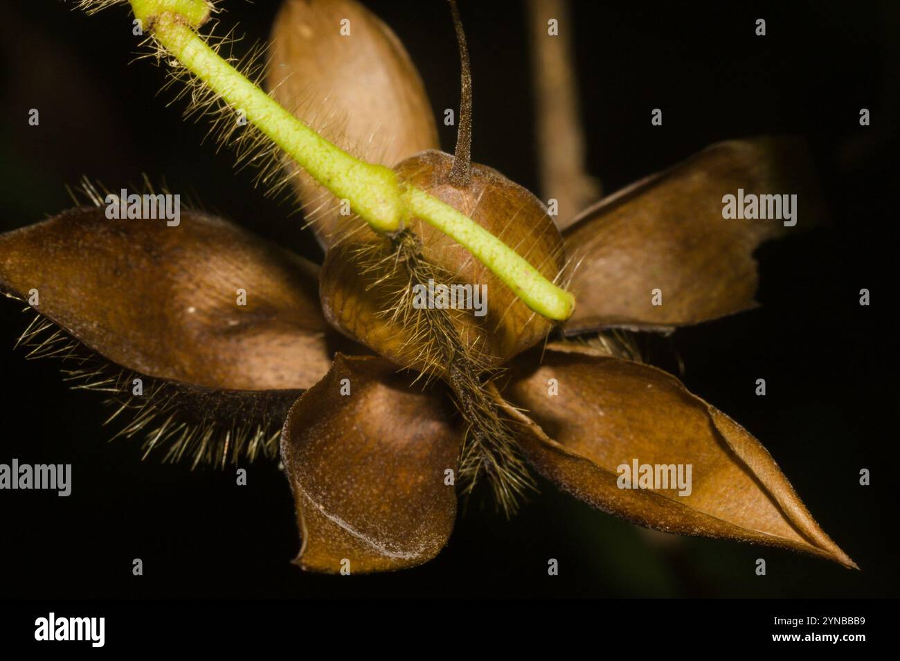 Alamo vine hi-res stock photography and images - Alamy