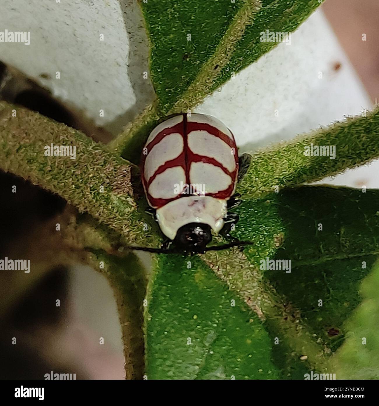 Alagoasa hi-res stock photography and images - Alamy