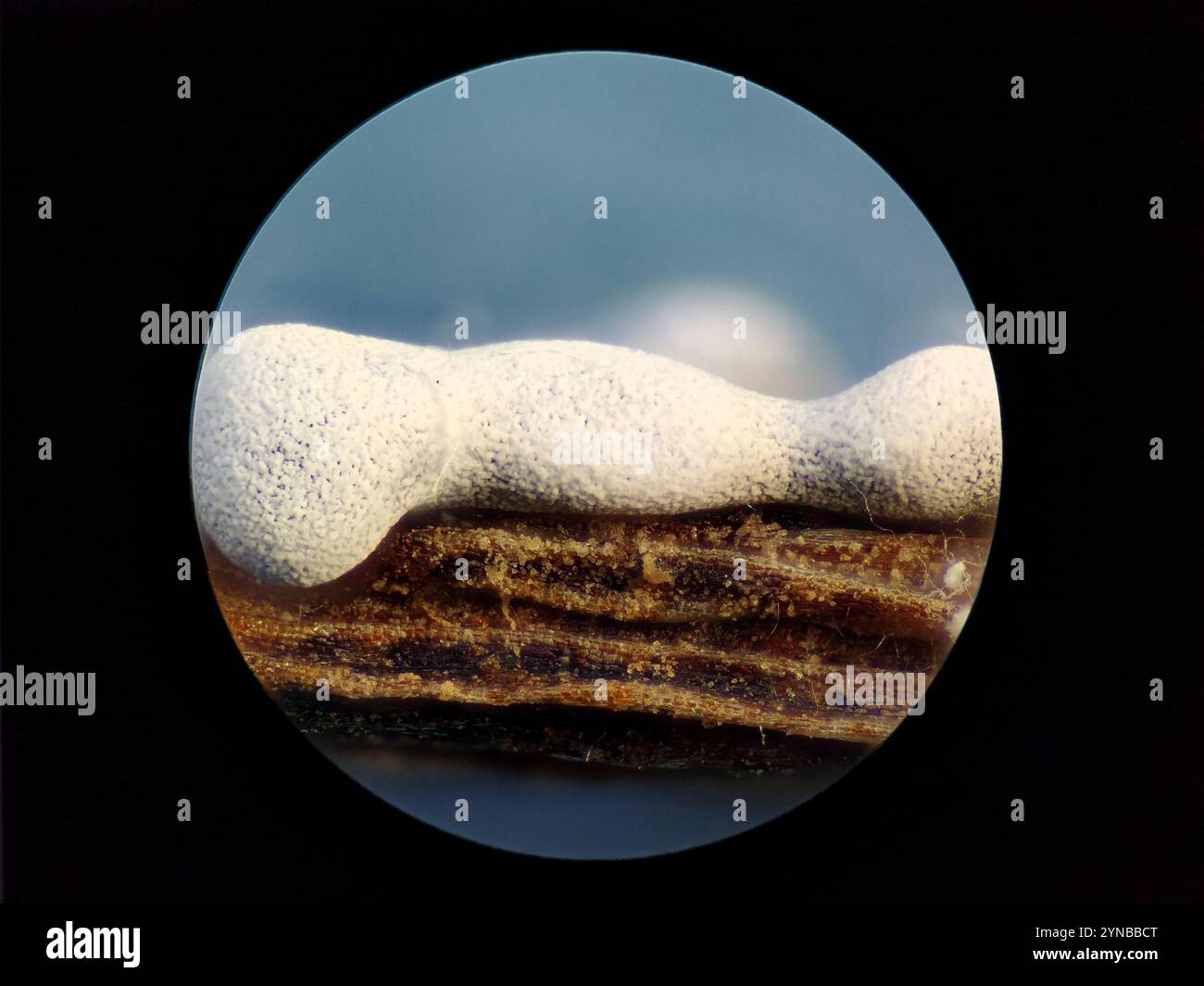 Physarum ovisporum hi-res stock photography and images - Alamy