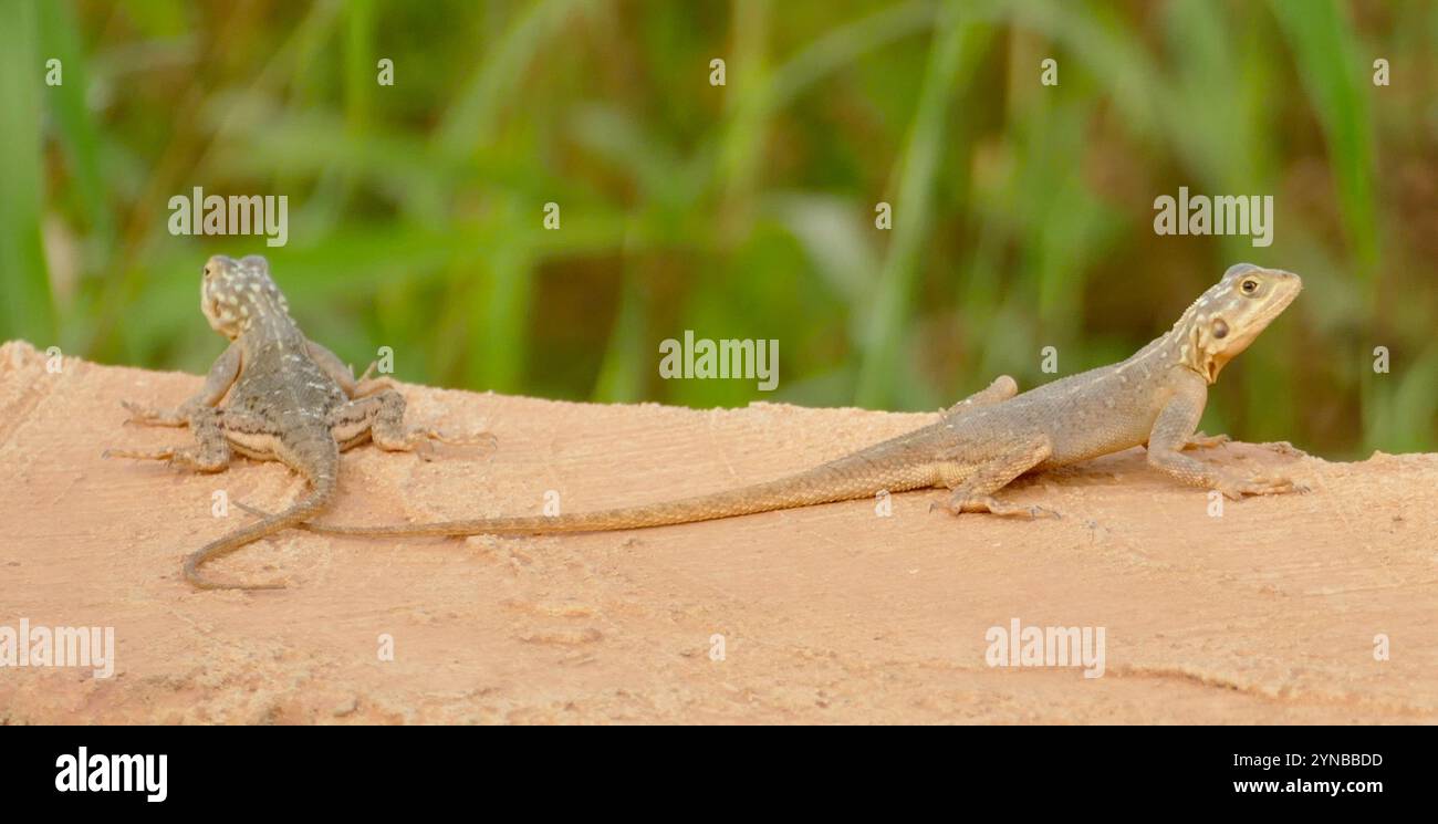 Typical Agamas (Agama Stock Photo - Alamy