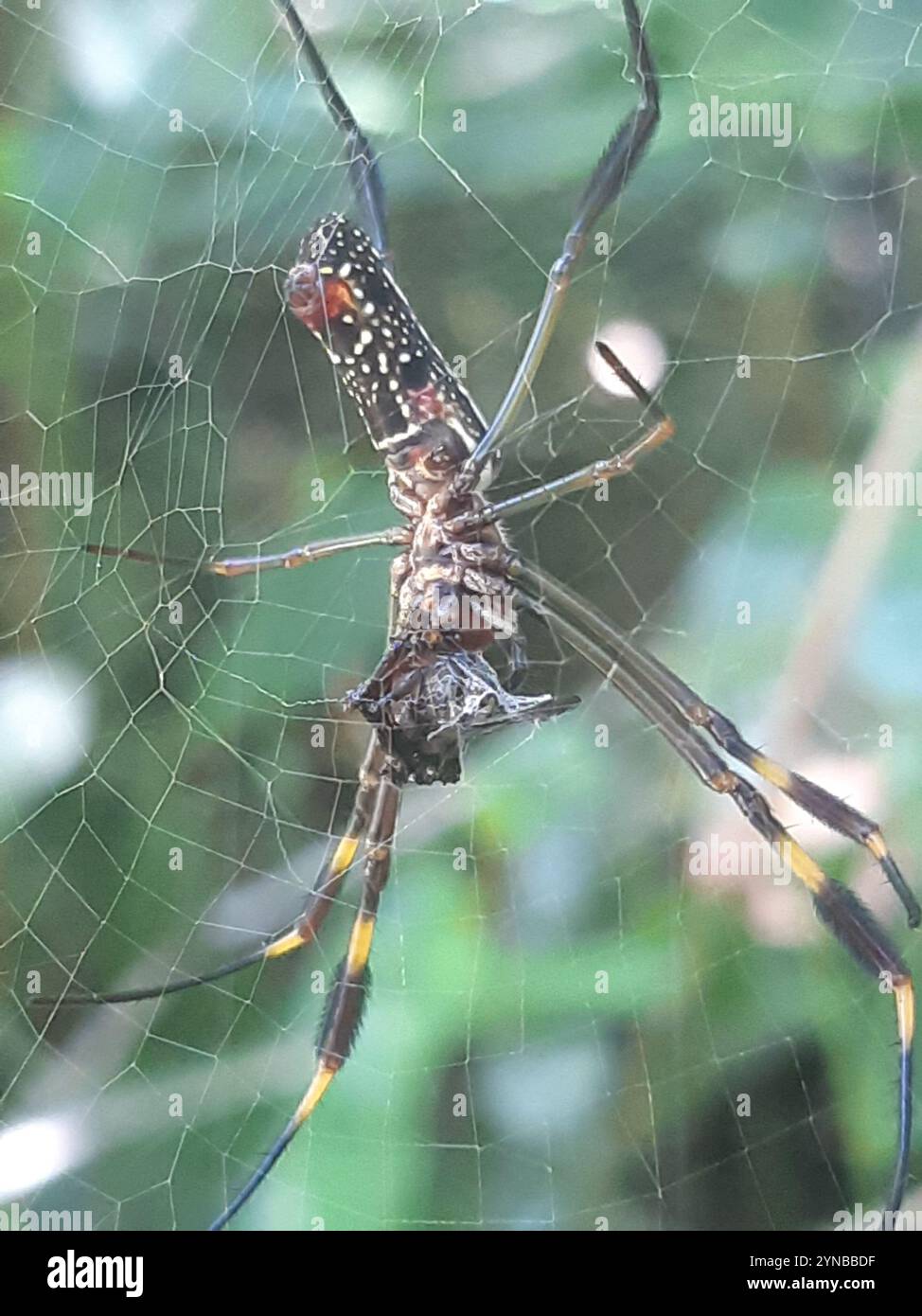 Golden Silk Spider (Trichonephila clavipes Stock Photo - Alamy