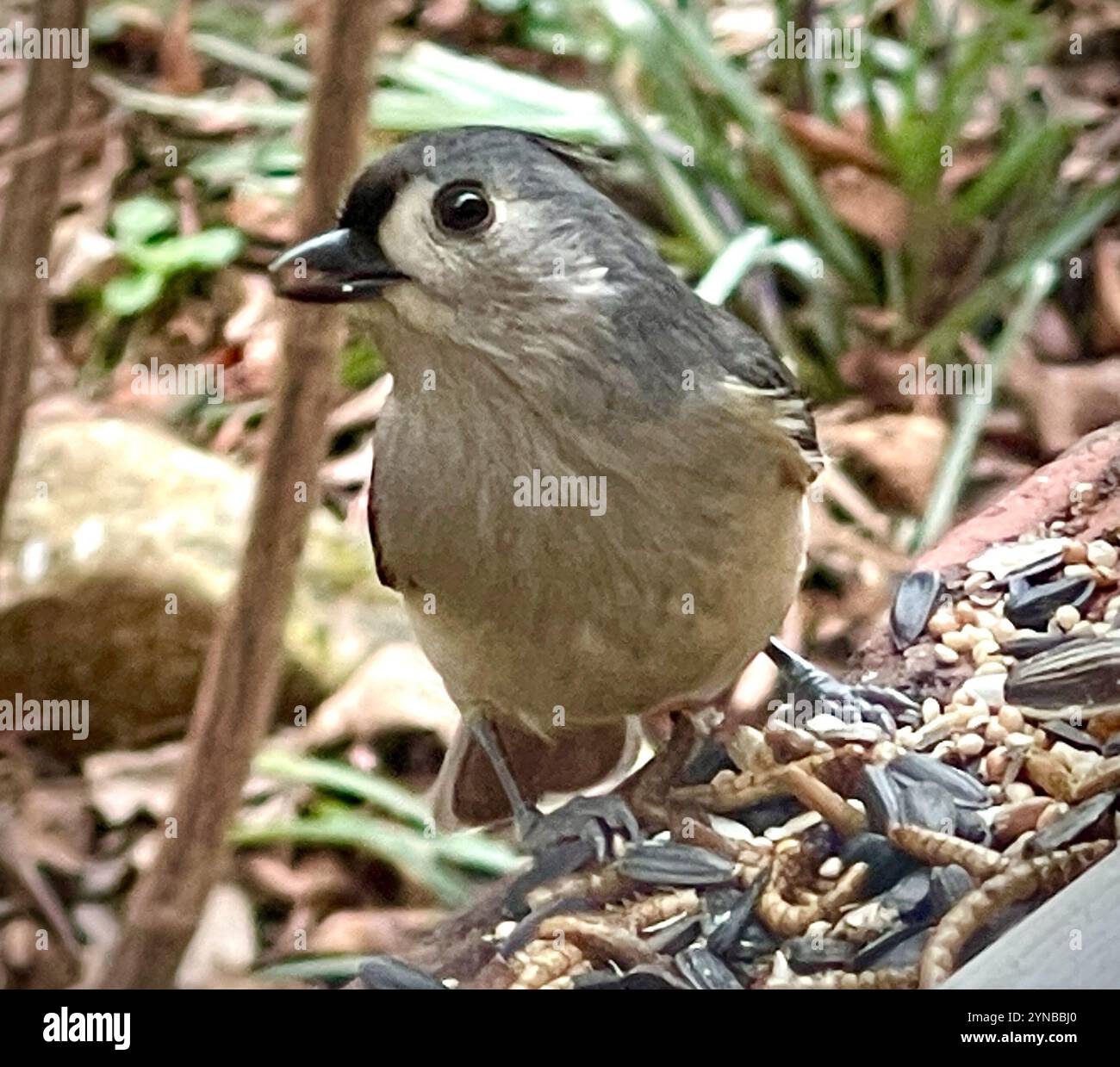 Tufted Titmouse (Baeolophus bicolor Stock Photo - Alamy