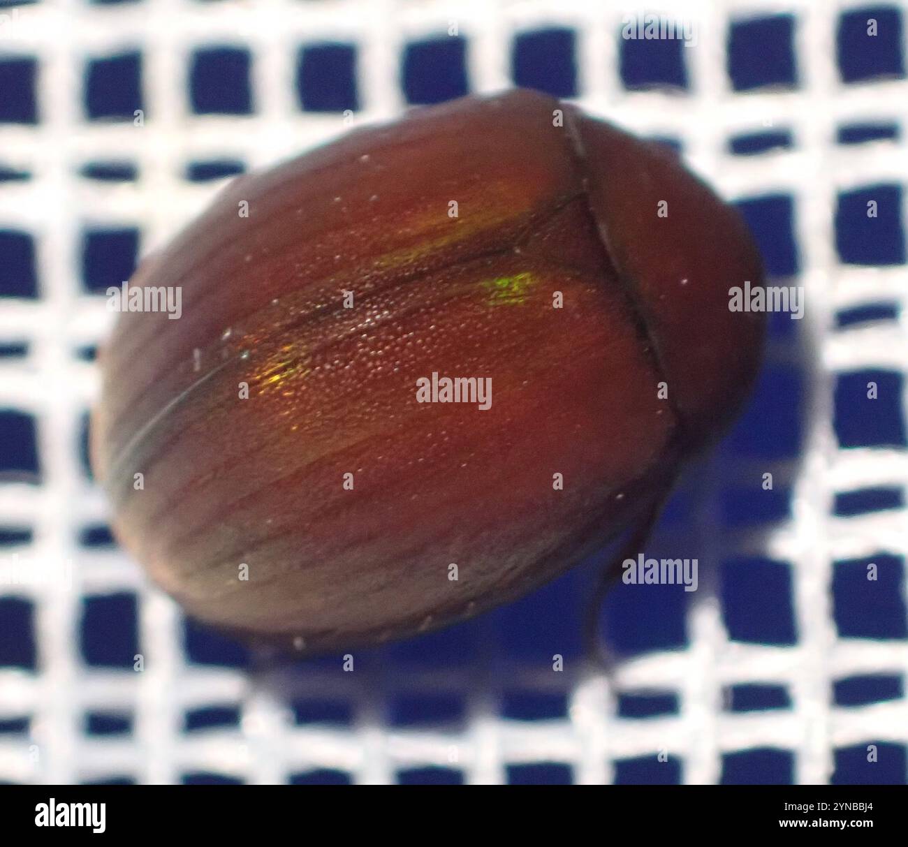 Maladera hi-res stock photography and images - Alamy