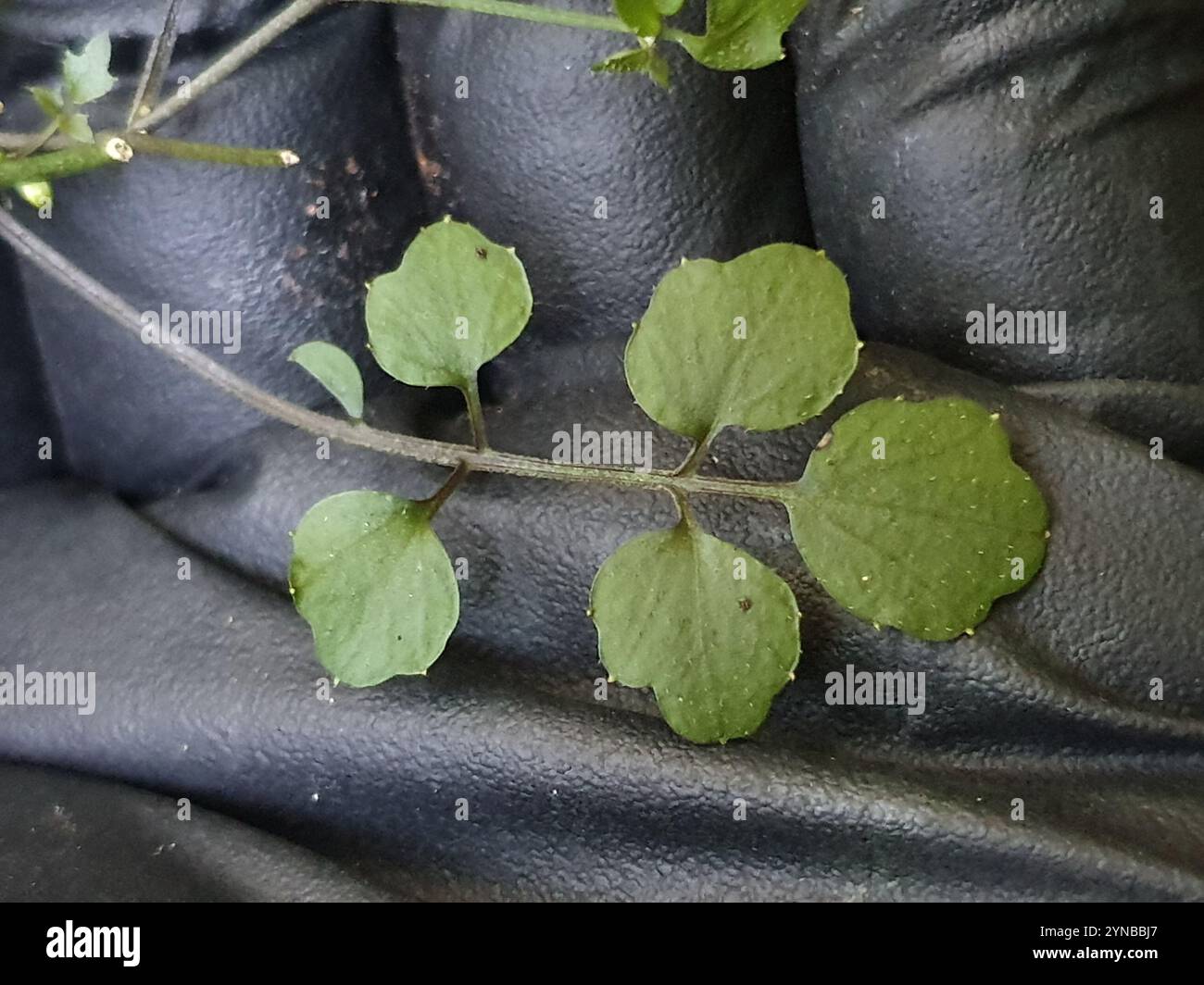 wavy bittercress (Cardamine flexuosa Stock Photo - Alamy