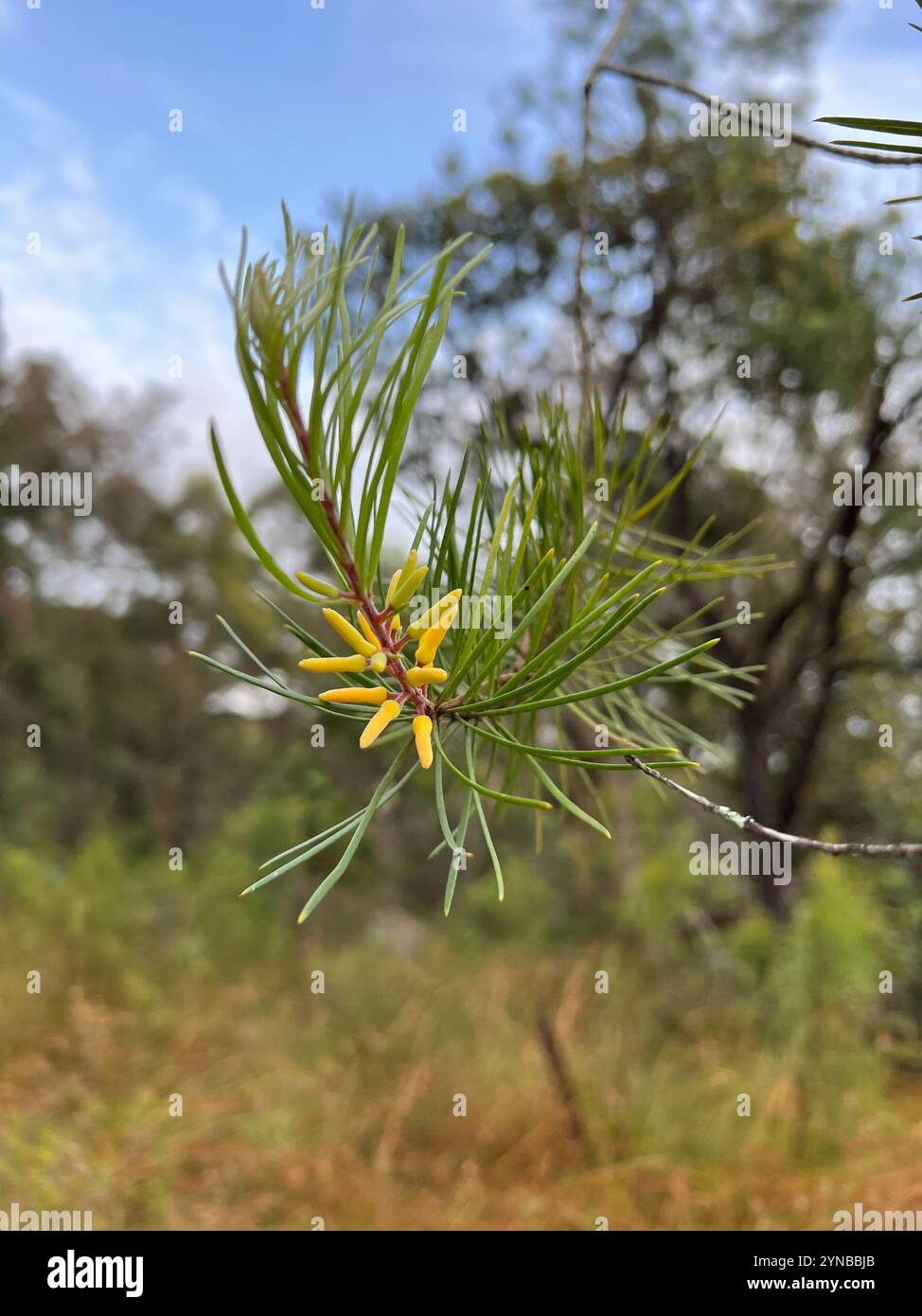 Pine leaf geebung hi-res stock photography and images - Alamy