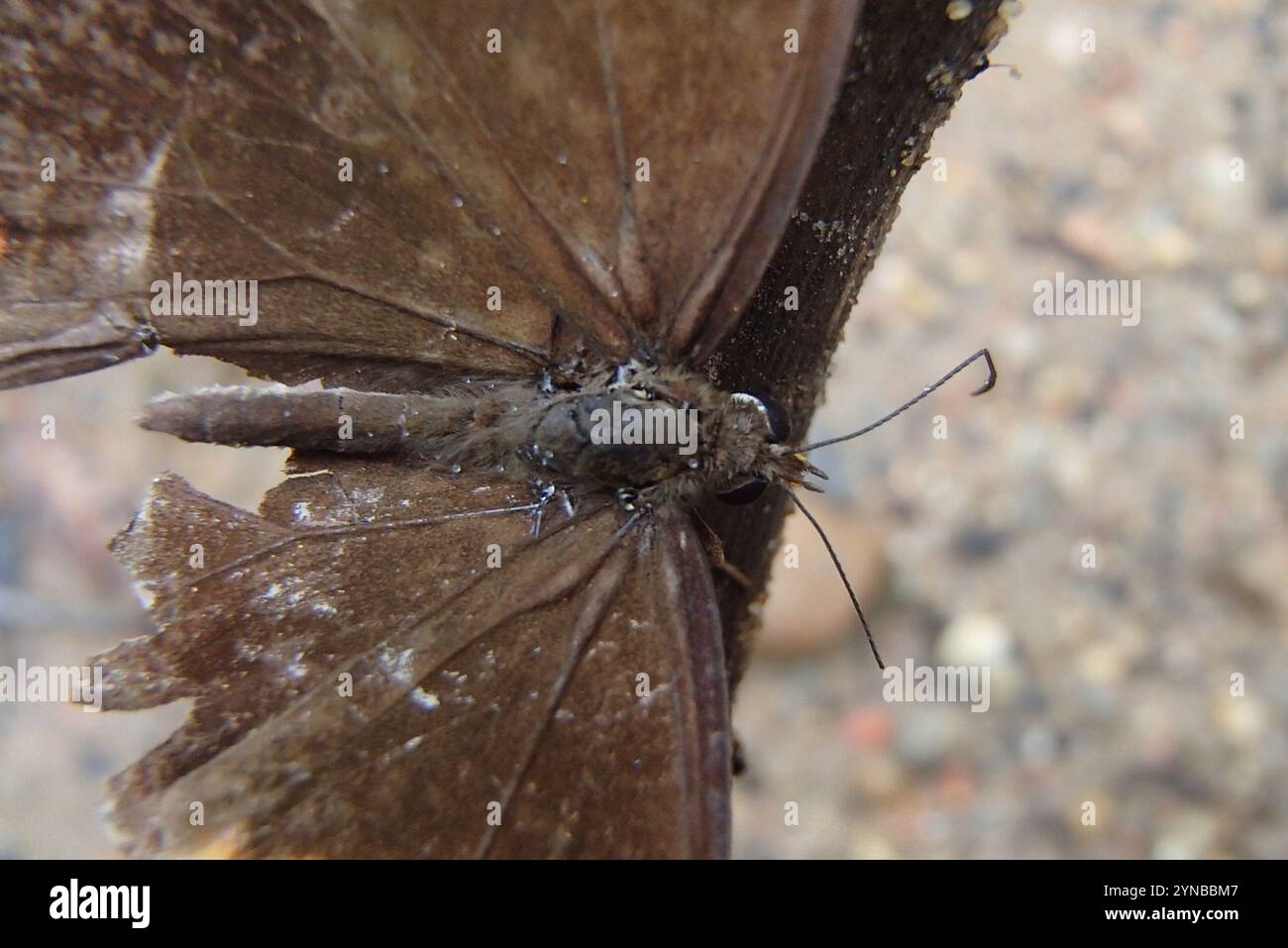 Abeona hi-res stock photography and images - Alamy