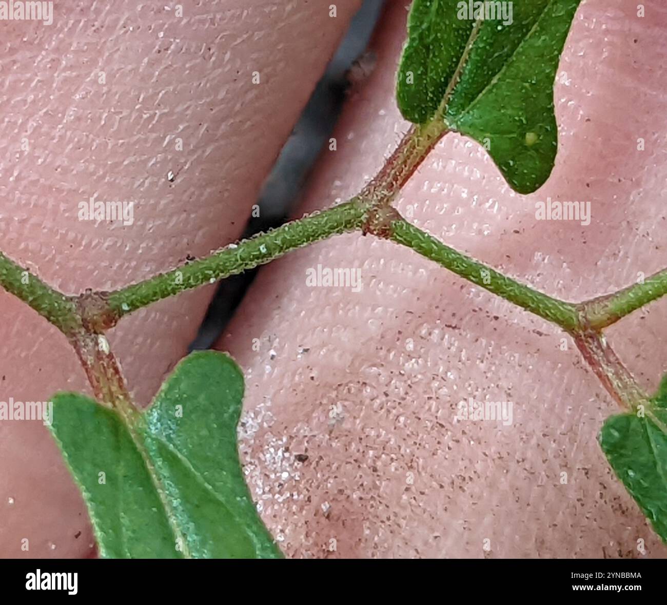 Virginia snakeroot (Aristolochia serpentaria Stock Photo - Alamy