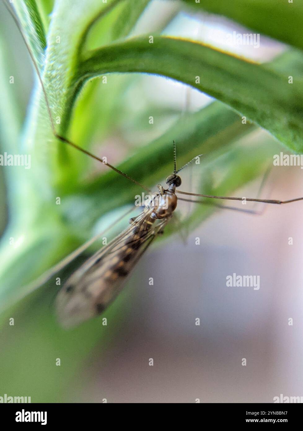 Typical Crane Flies (Tipuloidea Stock Photo - Alamy