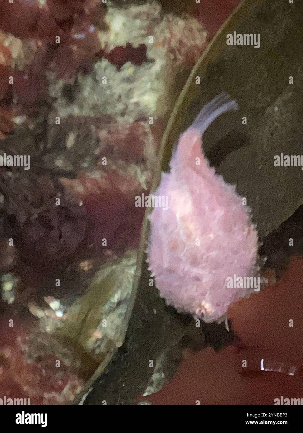 Spiny lumpsucker hi-res stock photography and images - Alamy