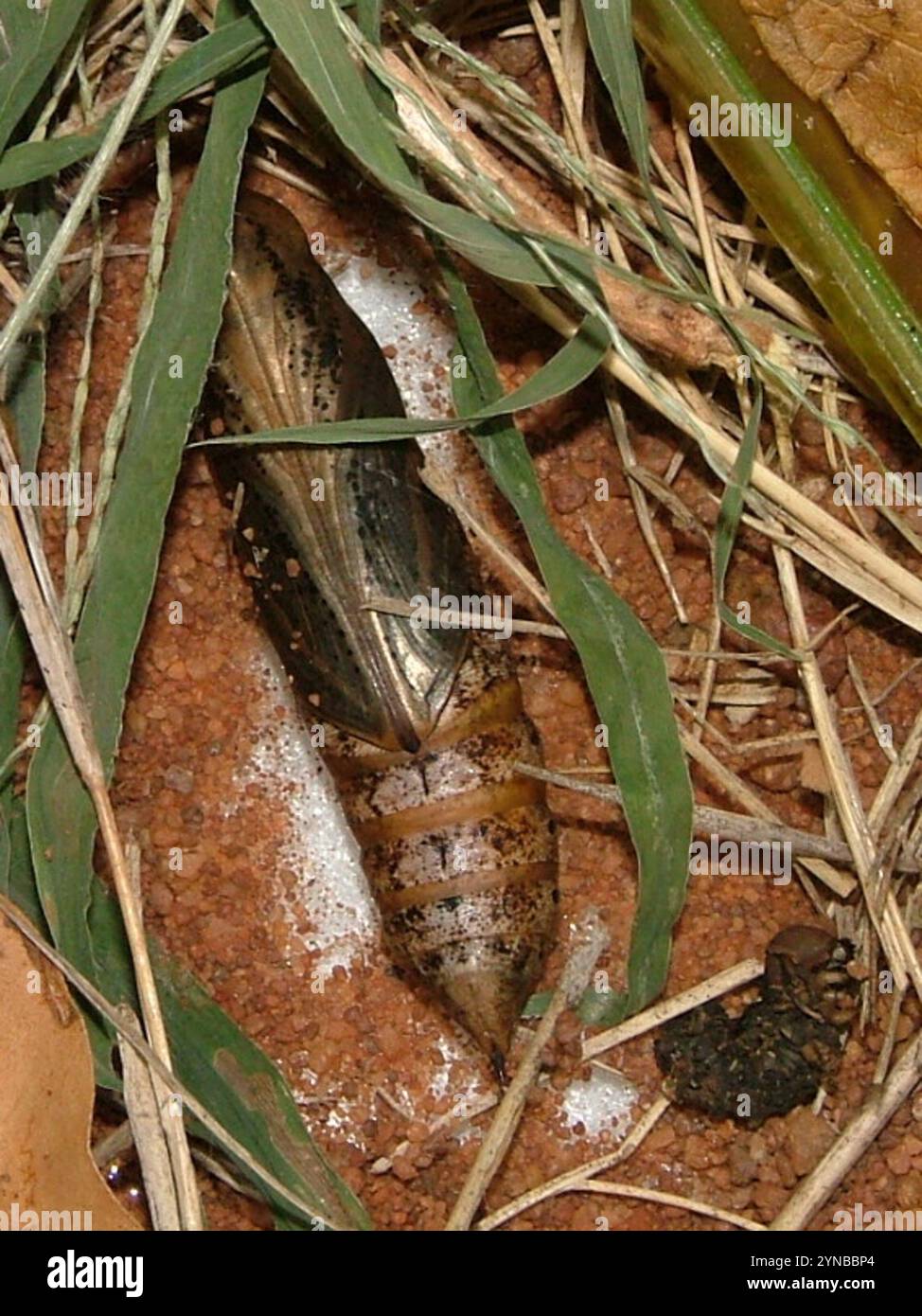 Vine Hawkmoth (Hippotion celerio Stock Photo - Alamy